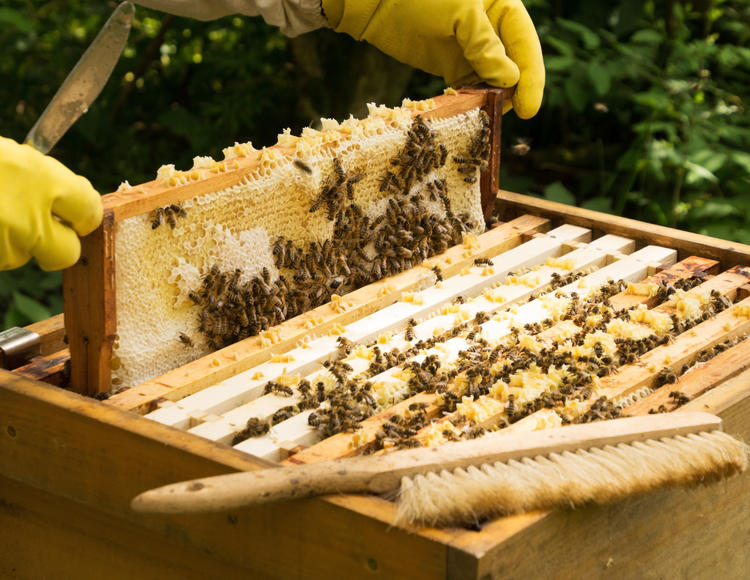Backyard Honey & Beekeeper Supply – Backyard Beekeeping Supply Co