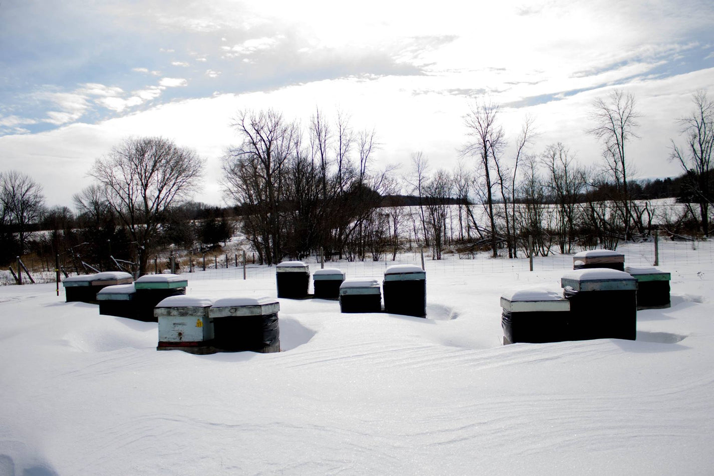 Bee Cozy Winter Wraps – Backyard Beekeeping Supply Co