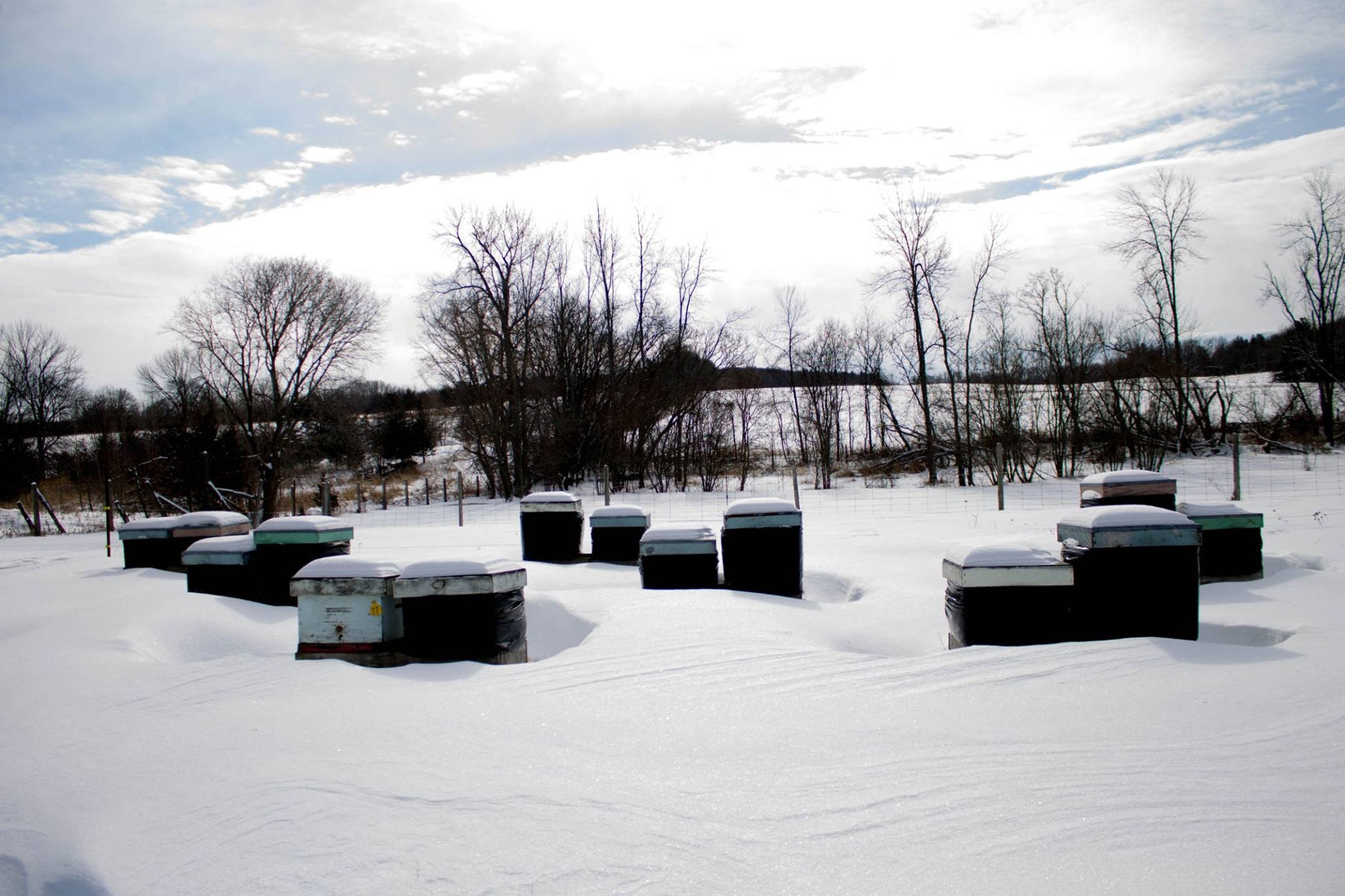 Bee Cozy Winter Wraps – Backyard Beekeeping Supply Co